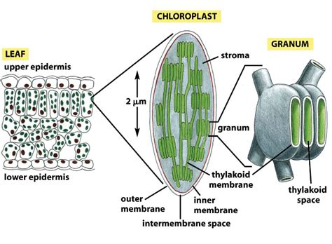 Topic 3 Eukaryotic Organelles Bs2004 Molecular And Cellular Biology Ii