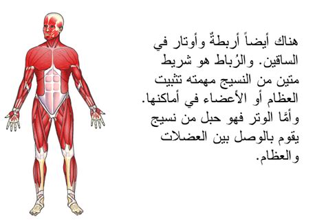 إصابات الساق واضطراباتها