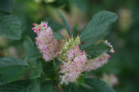 Clethra Ruby Spice Shrubs For Sale Uk