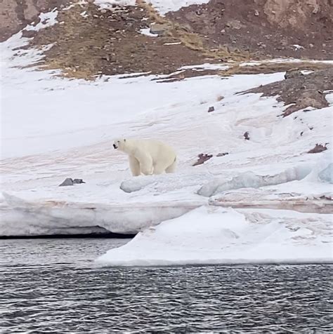 How To See Polar Bears In Svalbard