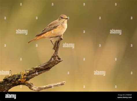 Common Redstart Female On One Of Her Perches In Her Breeding Territory