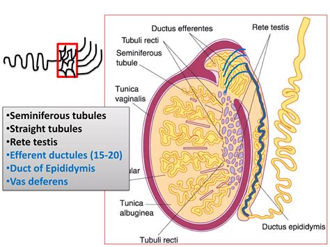 Histology Of Male Reproductive System Pdf