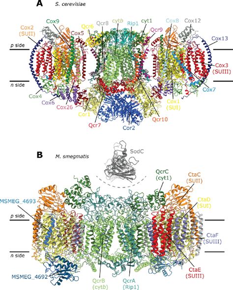 Structures Of Iii 2 Iv 2 Supercomplexes A S Cerevisiae Supercomplex Download Scientific