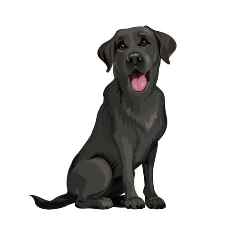 Black Lab Vector