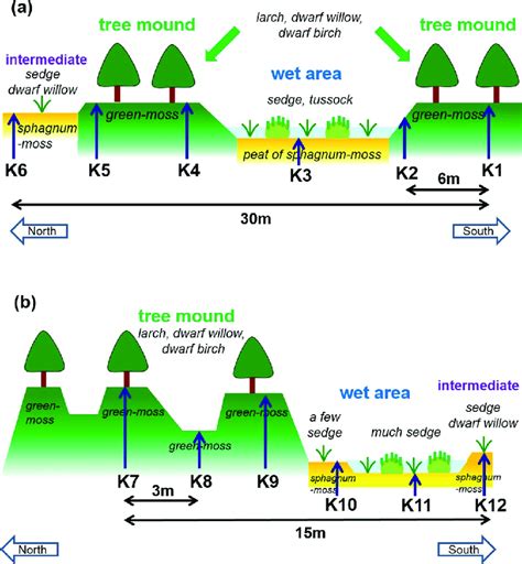 Vegetation And Microtopography At The Transect Sampling Points A Download Scientific Diagram