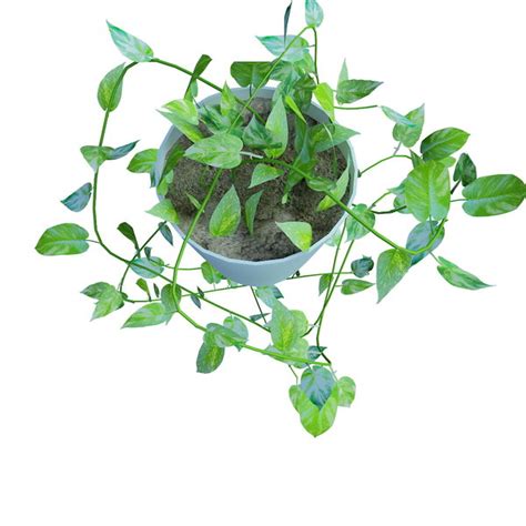 3ds Scindapsus Aureus 2