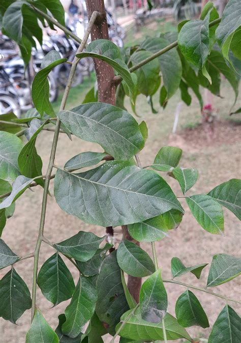 Chukrasia Tabularis Eflora Of India