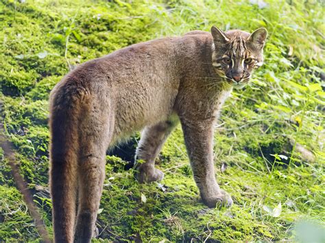Asiatic Golden Cat