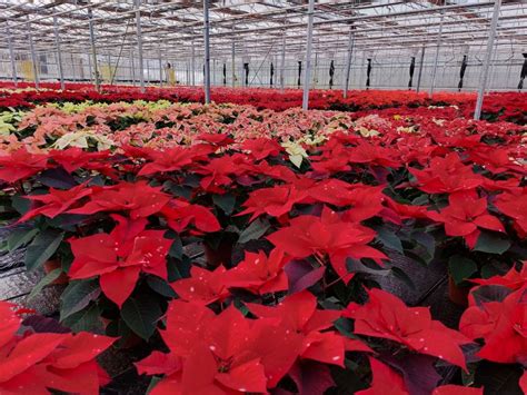 Scott Provan On Linkedin Let The Festivities Begin 🎅