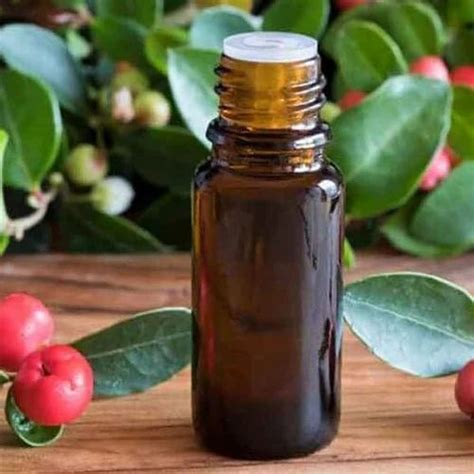 Wintergreen Oil Gaultheria Procumbens At Rs 73800 Wintergreen Oil