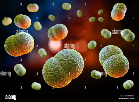 Microscope Close Up Of Meningitis Bacteria Also Known As Meningococcus