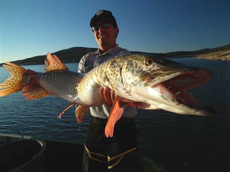 Huge Muskie Teeth