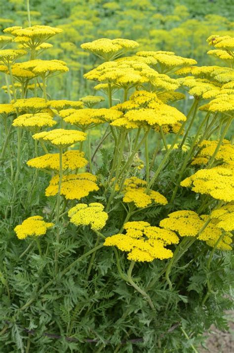Bright Yellow Yarrow Achillea Filipendulina Cloth Of Gold Flowering