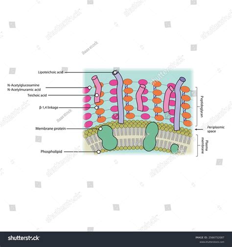 Diagram Gram Positive Bacteria Envelope Including Stock Vector Royalty Free 2566752087