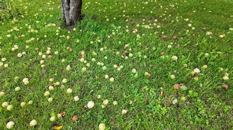 Apple Tree In Lithuania Stock Video Video Of High Fallen 376526913