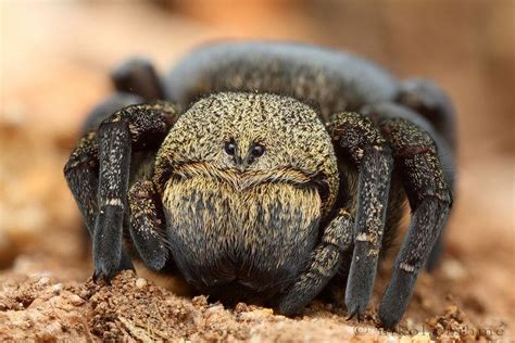 Velvet Spider ~ Detailed Information Photos Videos