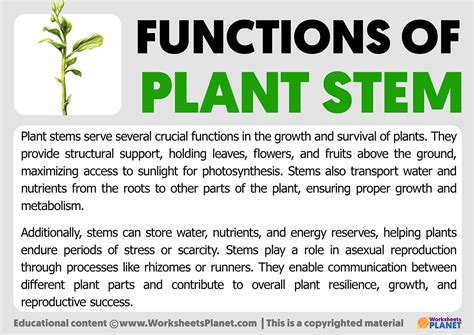 Functions Of Plant Stem