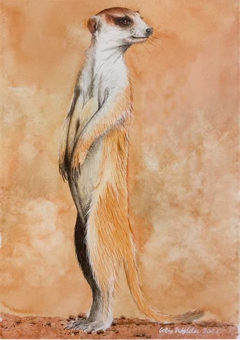 Meerkat Art