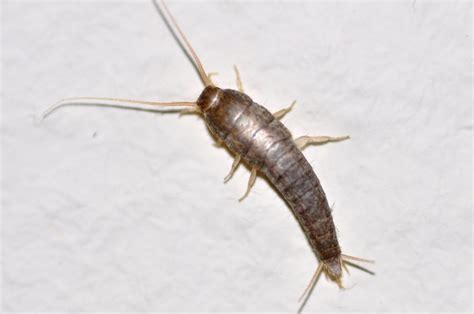 So Werden Sie Silberfische In Der Wohnung Wieder Los Household Pests