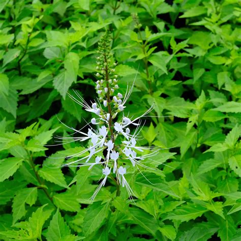 Wild Java Tea 60 Teabags Kumisukuchin Orthosiphon Aristatus Cat