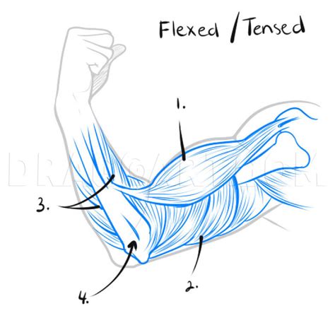 How To Draw A Muscle Drawing Step By Step By Dawn Dragoart