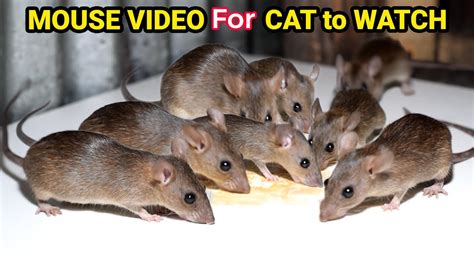 Birds And Mice For Cats To Watch At Timothy Mears Blog