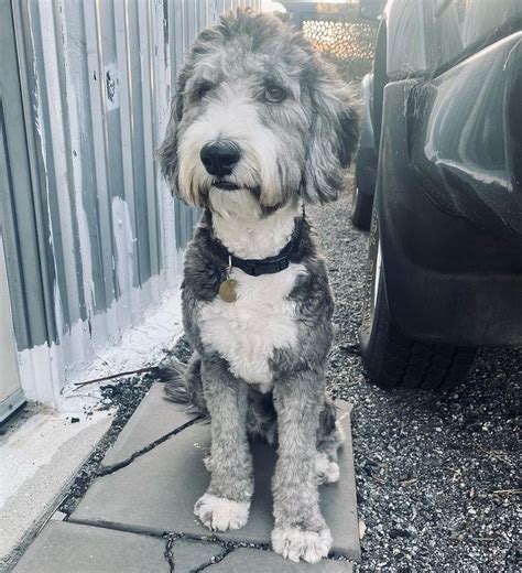 Types Of Sheepadoodle Coat Colors With Pictures We Love Doodles