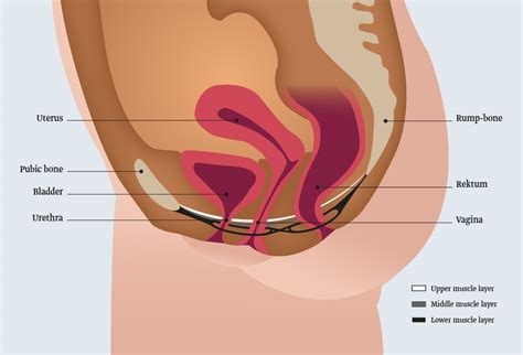 What Are 3 Important Functions Of The Pelvic Floor
