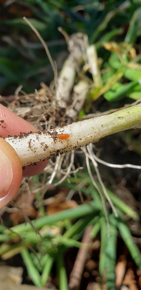 Allium Pests Small Red Worm Or Maggot Rgardening