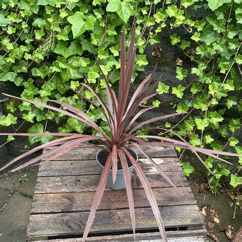 Syddracena Vår And Sommarväxter Säsong Växter