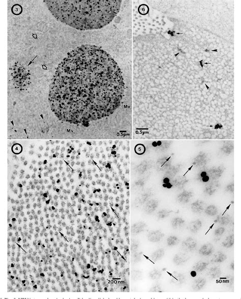 Hpv Virus Microscope