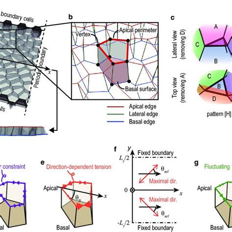 3d Vertex Model Of Multicellular Dynamics A A Geometric Model Of A