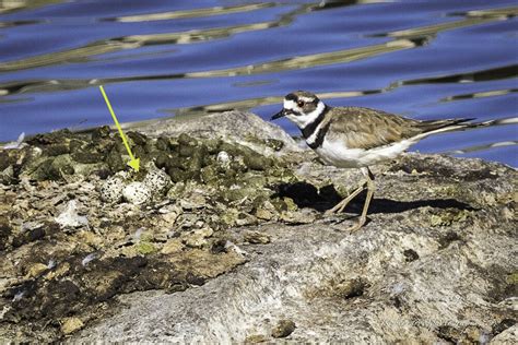 Killdeer A True Tale Of Nests Eggs And Chicks A Hatching — Robert