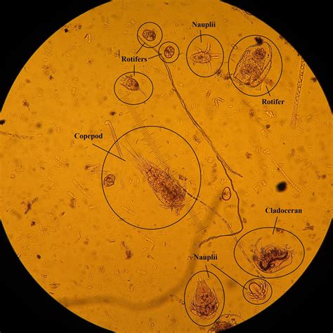 Zooplankton Microscope
