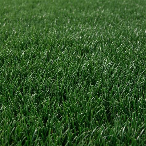 The Ultimate Guide To Perennial Ryegrass Mckays Grass Seeds Australia
