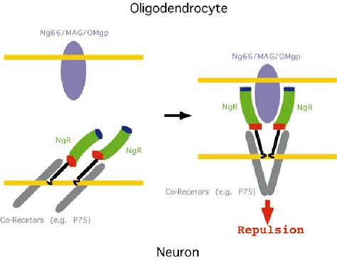 A Model For Initiation Of The Repulsive Signaling Mediated By Ngr
