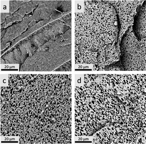 Sem For Cryofractured Samples Before Acetone Etching Where A