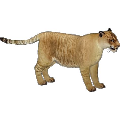 Top 999 Liger Images Amazing Collection Liger Images Full 4k