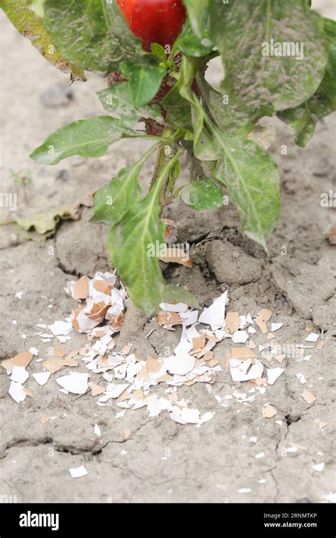 Snail Safe Plant Fertilizer At Ronald Caster Blog