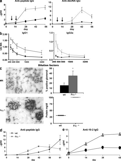 Fcγ− − Mice Display An Increased Production Of Antigen Specific Download Scientific Diagram