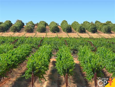 Fruticultura Com Cultivo Consorciado Anima Agricultores Notícias