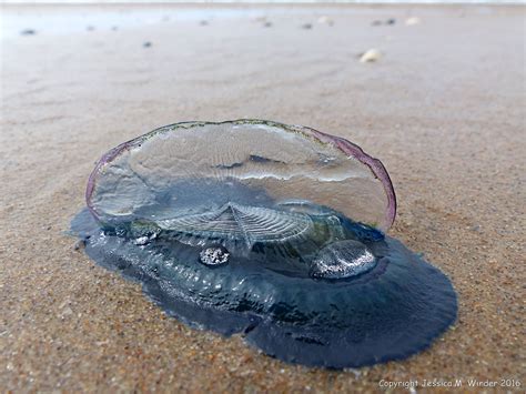 Velella Velella By The Wind Sailor At Rhossili Jessicas Nature Blog