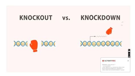 Gene Knockdown By Dr Yasmeen Abdulhadi Bdspptx