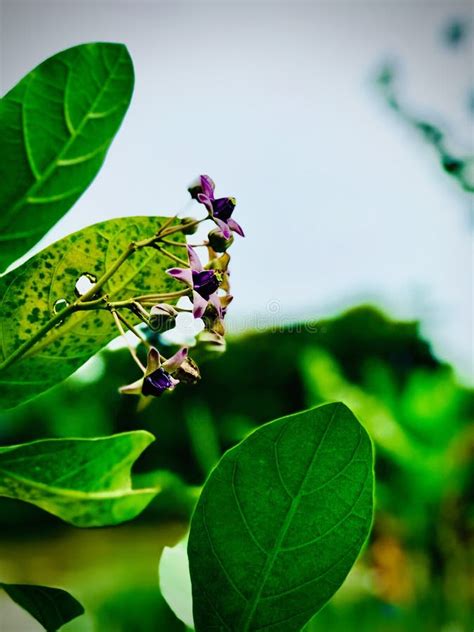 Flowers Bloom Stock Image Image Of Bloom Process Patient 268418875