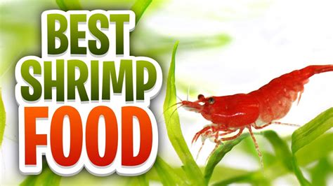 7 Of The Best Cherry Shrimp Food Options That Your Shrimp Will Love