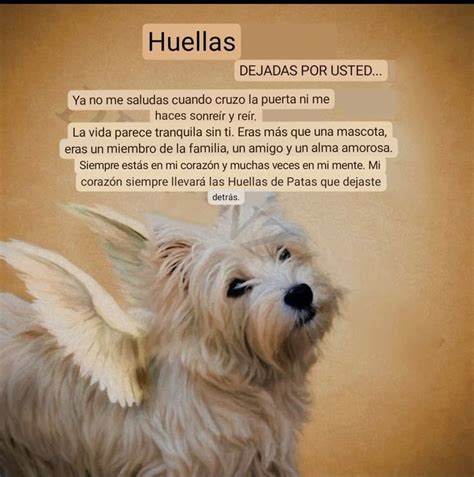 Pin De Liliana Muñoz En Collage Item Pins Perros Frases Cuando Muere Un Perro Frases Bonitas