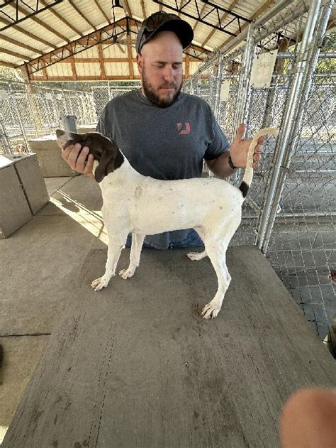 English Pointer Pups