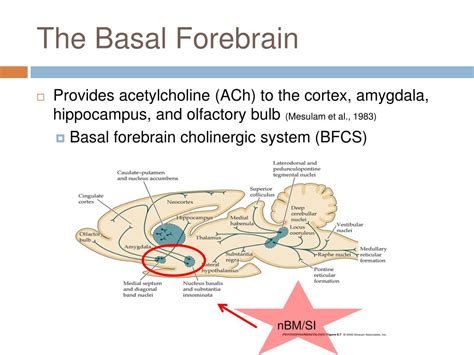 Ppt The Basal Forebrain Powerpoint Presentation Free Download Id