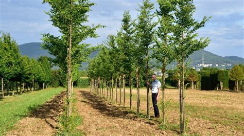 Baumschule Clade Gmbh