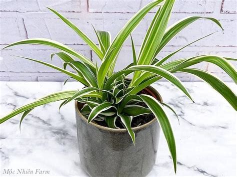 Cây Lan Chi Cây Phong Thủy May Mắn Siêu Dễ Trồng MỘc NhiÊn Farm